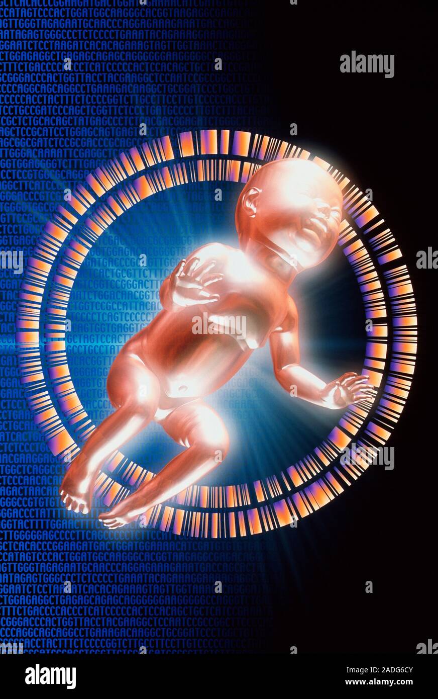 Genetic code. Computer artwork of a baby and a circular banded DNA ...