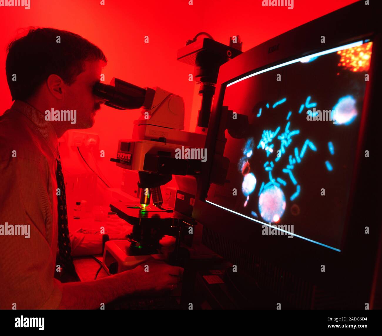 Chromosome analysis. Geneticist analysing human chromosomes by ...