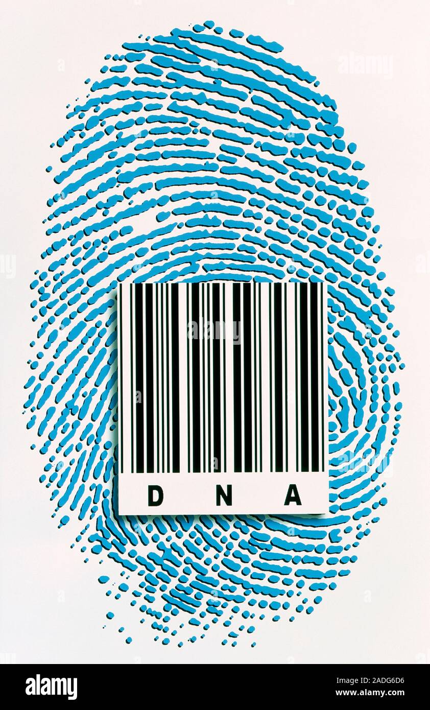 DNA fingerprint. Conceptual computer artwork of a bar code and a human ...