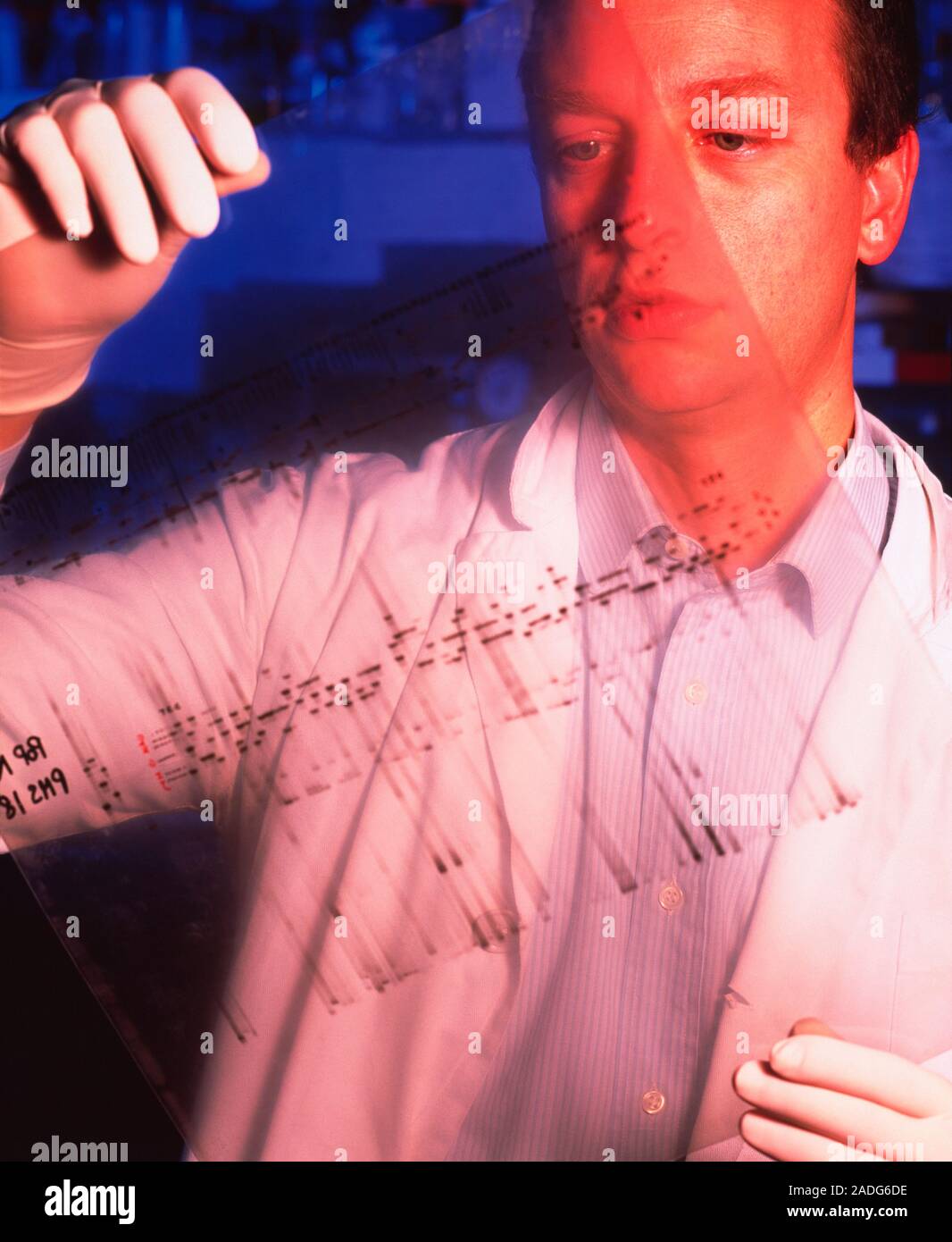DNA autoradiogram. Geneticist examining a DNA (deoxyribonucleic acid ...