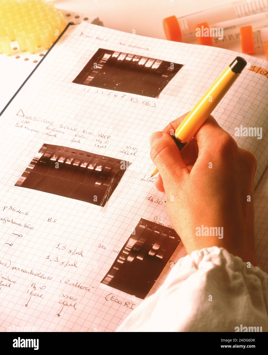 Genetic research. Geneticist filling in a laboratory notebook ...