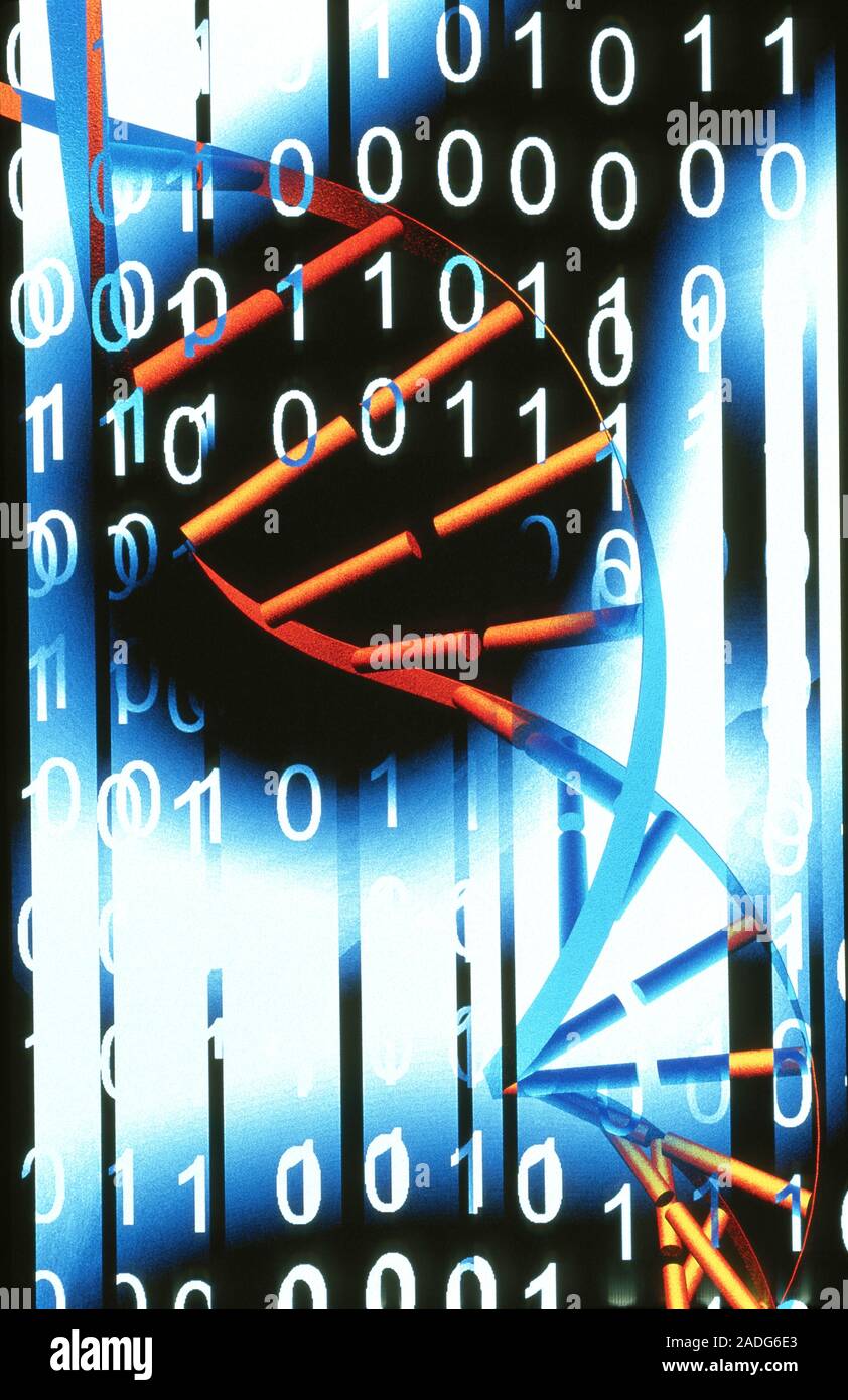 Biological computing. Conceptual computer artwork of a DNA ...