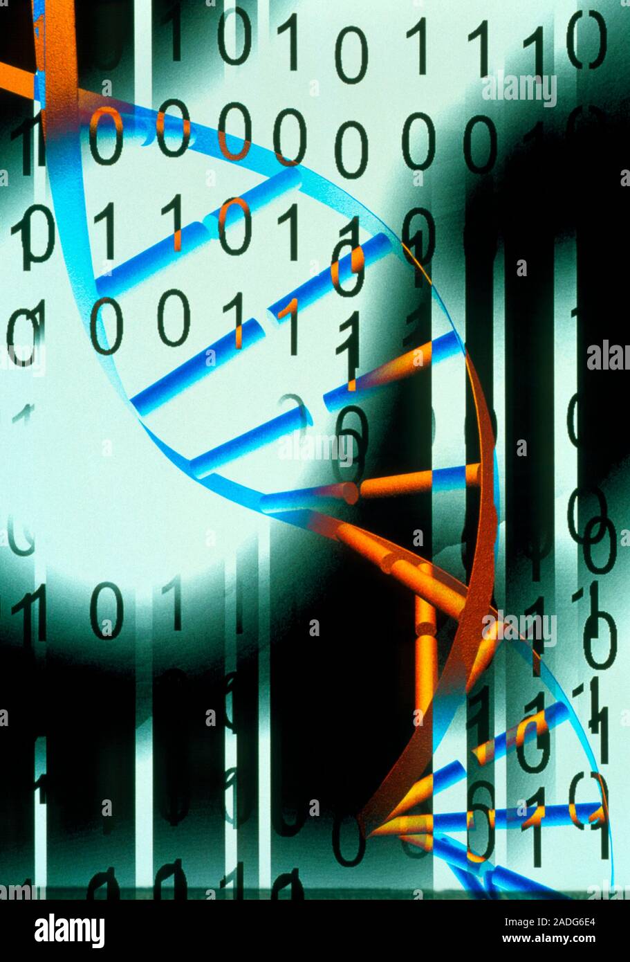 Biological computing. Conceptual computer artwork of a DNA ...