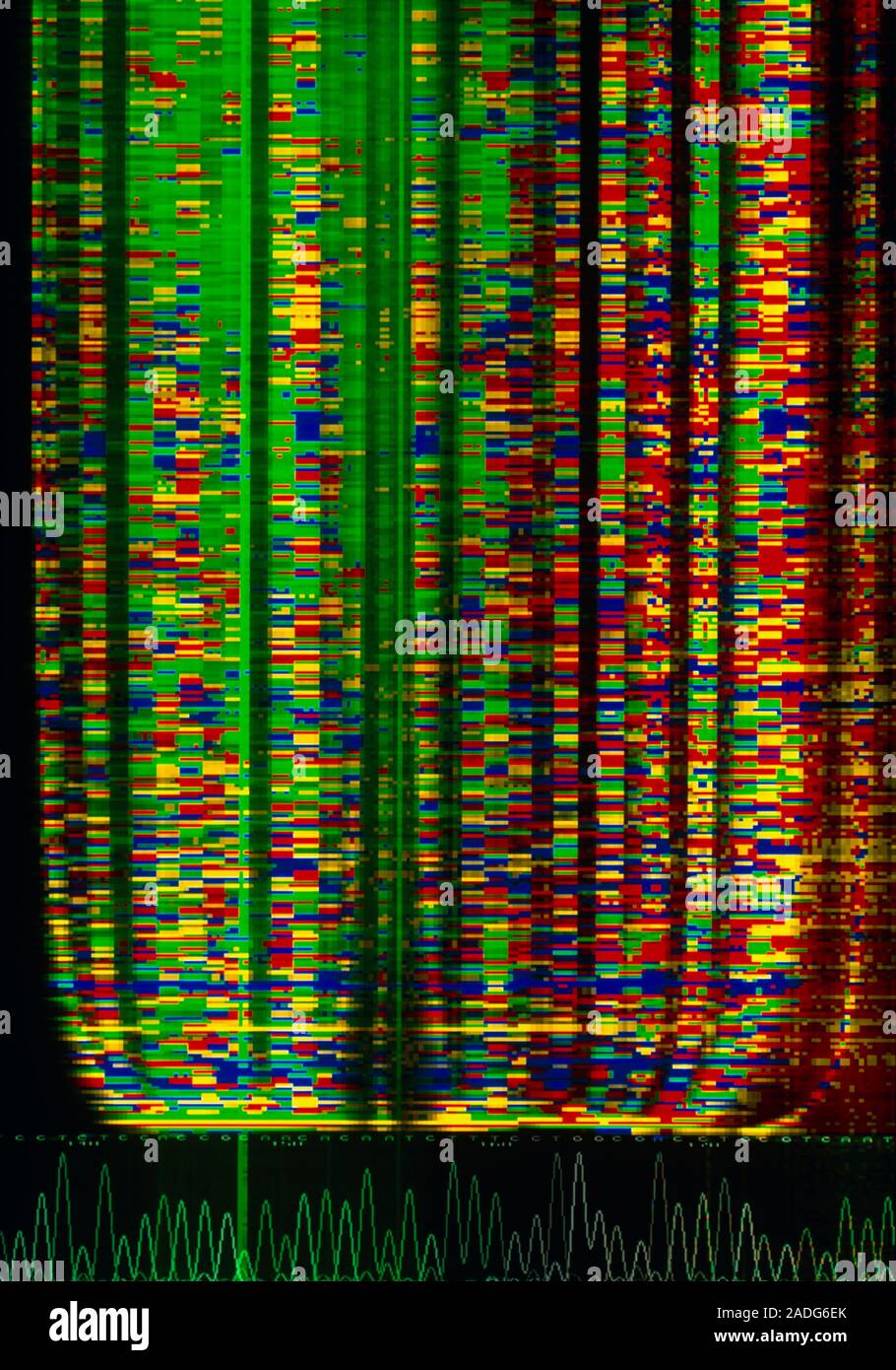 Genetic sequence. Computer artwork of a sequenced section of DNA ...