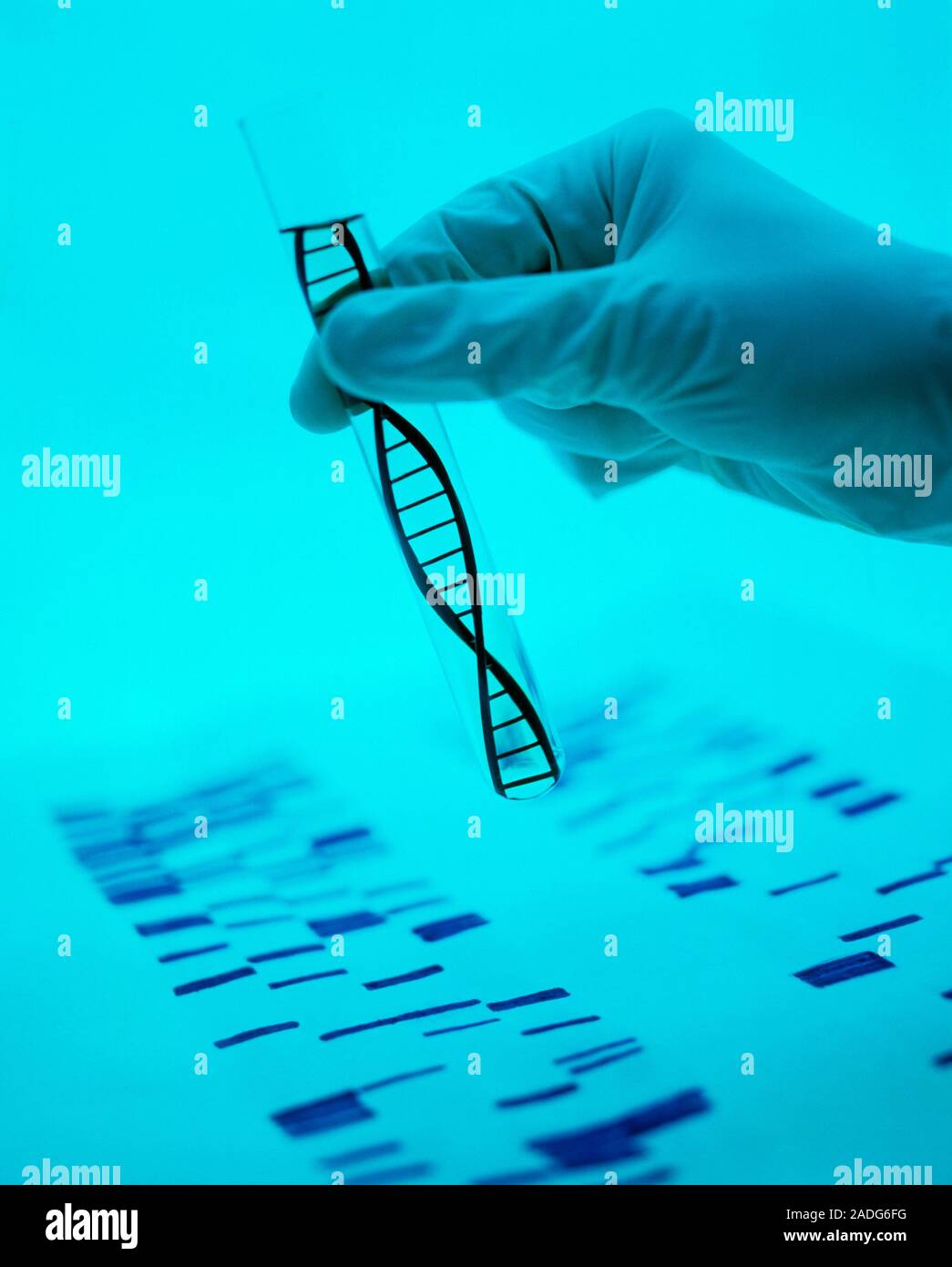 DNA research. Conceptual image of a gloved hand holding a DNA ...