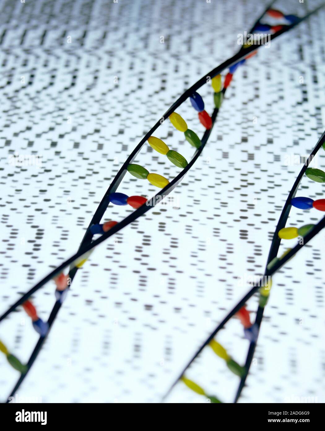 Genetic research. Helices of DNA (deoxyribonucleic acid) over a DNA ...