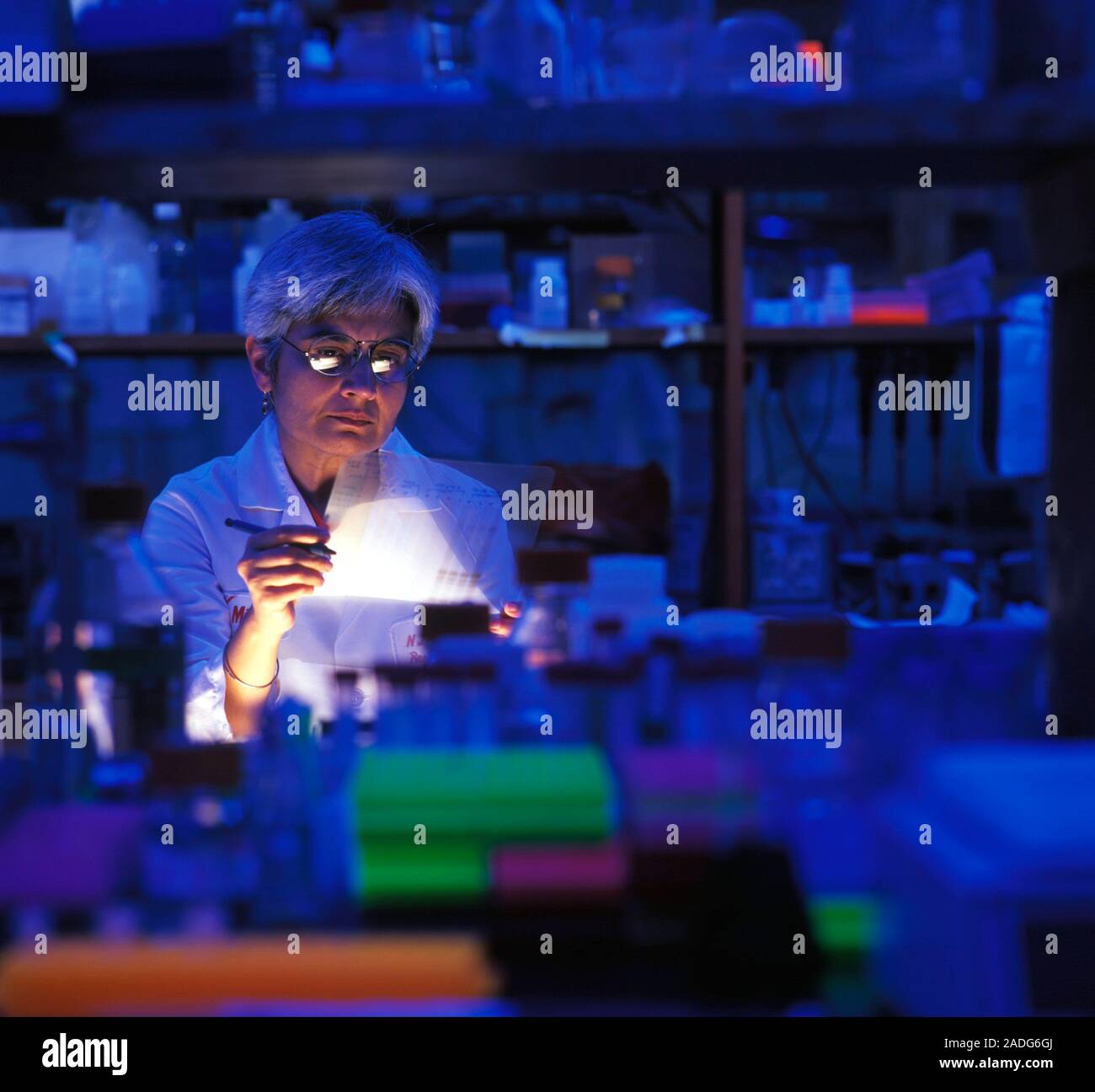 Genetic research. Researcher holding an auto-radiogram used to ...