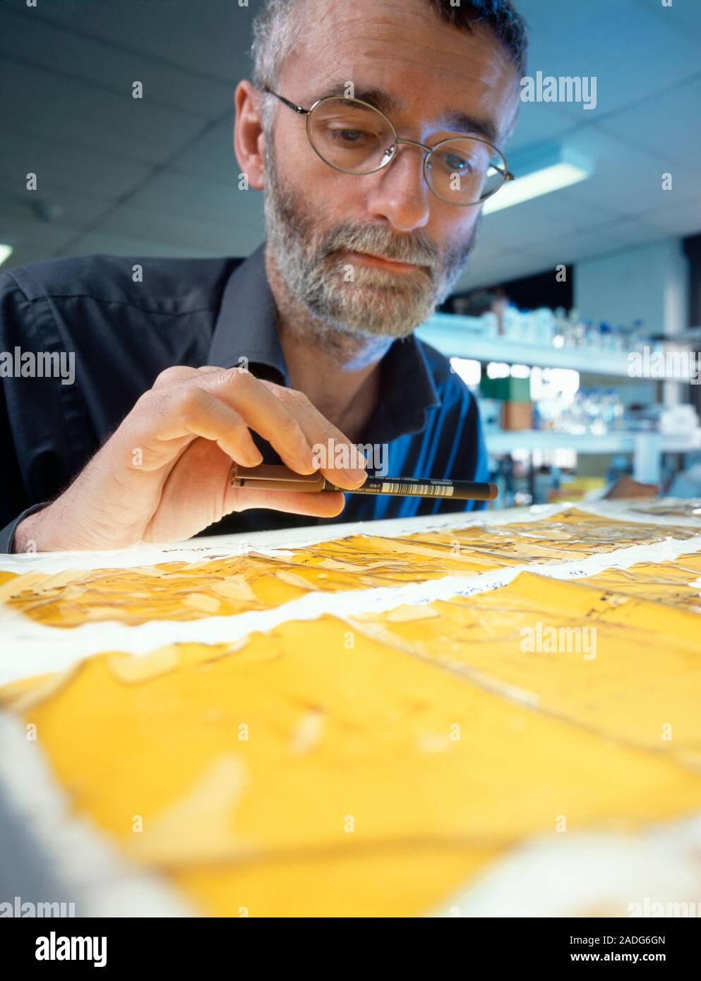 Genetic research. Dr. Pete Middleton analysing DNA (deoxyribonucleic ...