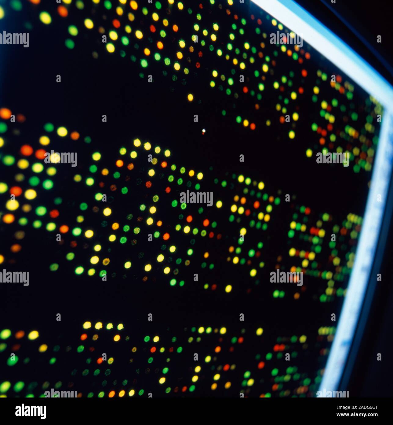 DNA microarray. Computer display of a section of a genome (the ...