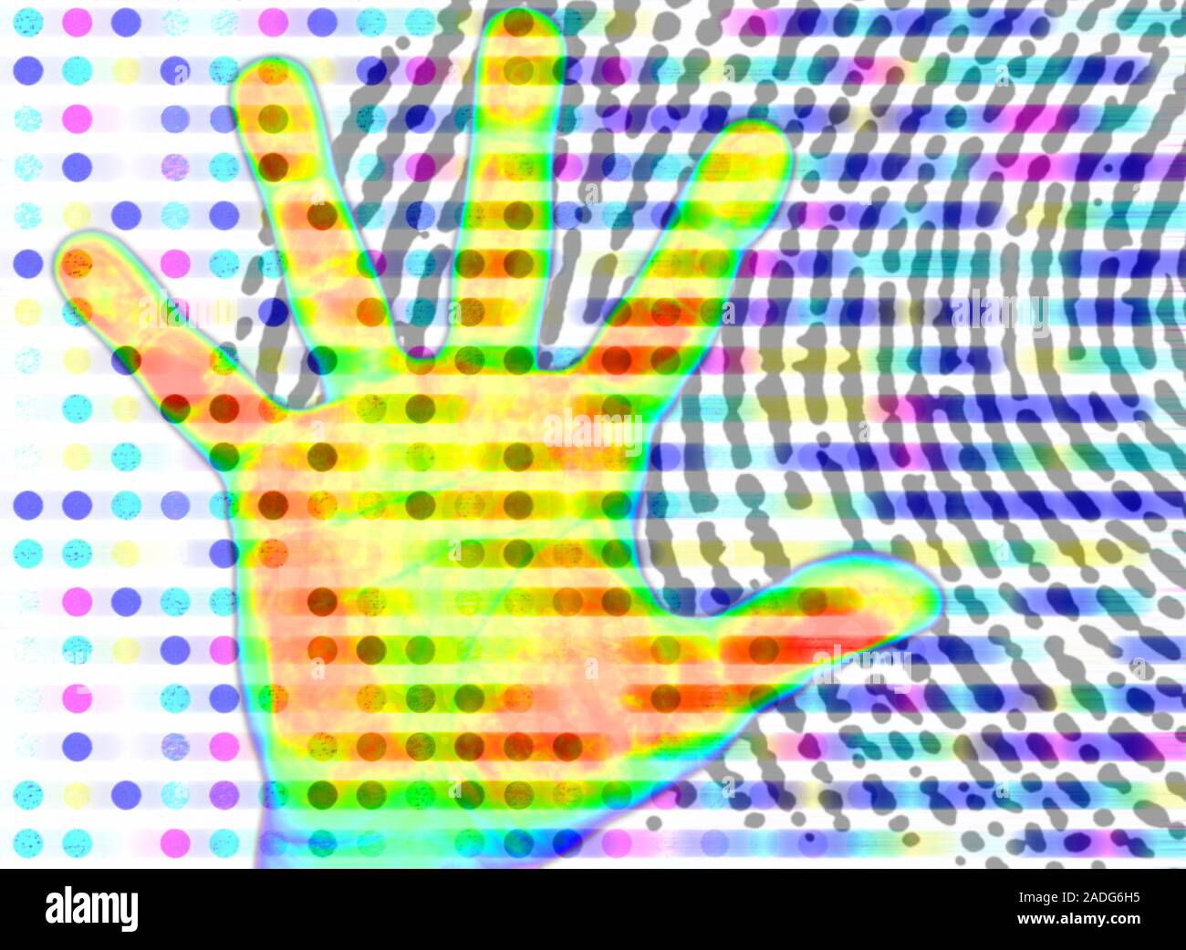 Genetic identity. Conceptual computer artwork of a hand, a fingerprint ...