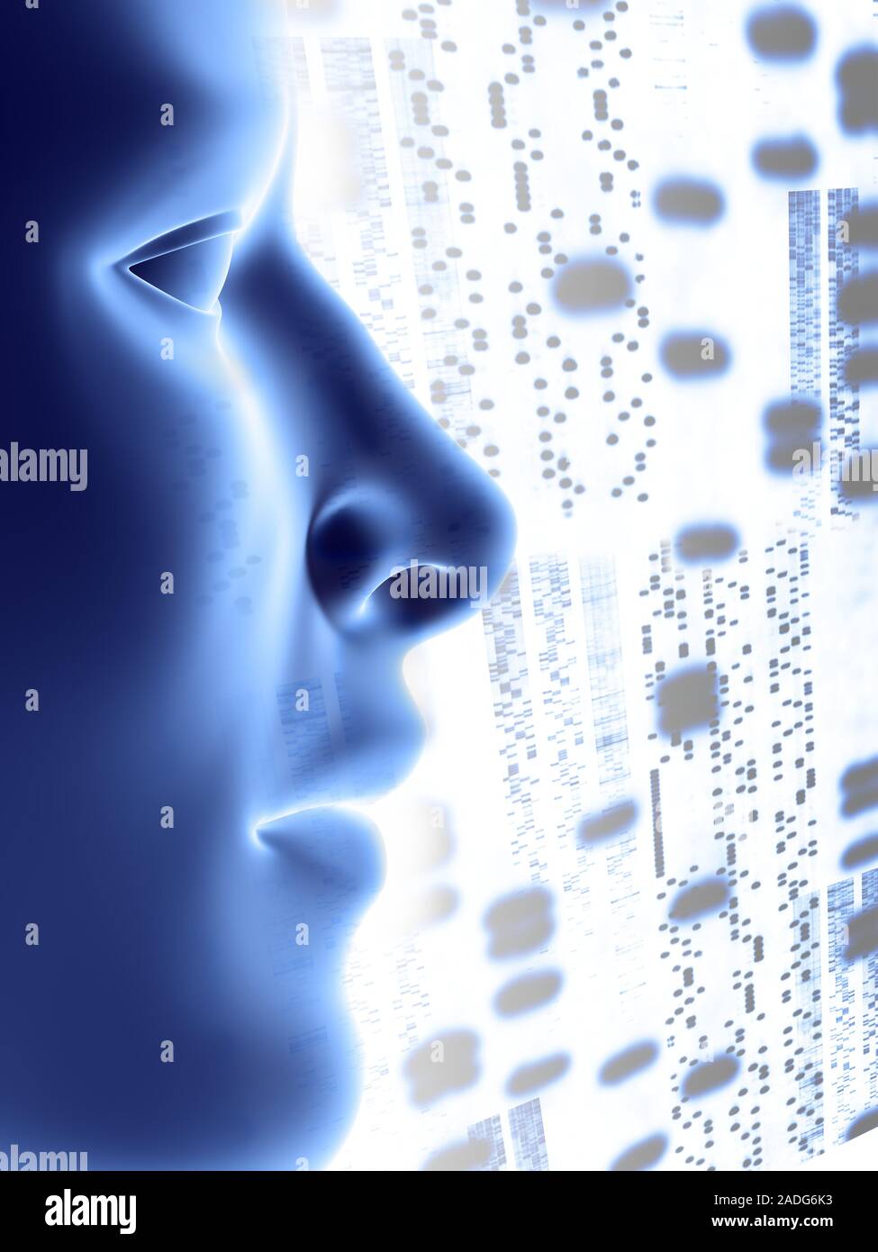 DNA autoradiogram. Computer artwork of a DNA (deoxyribonucleic acid ...