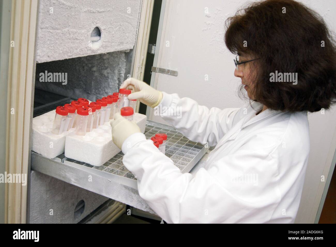 DNA extraction. Image 6 of 10. Geneticist freezing samples of white ...