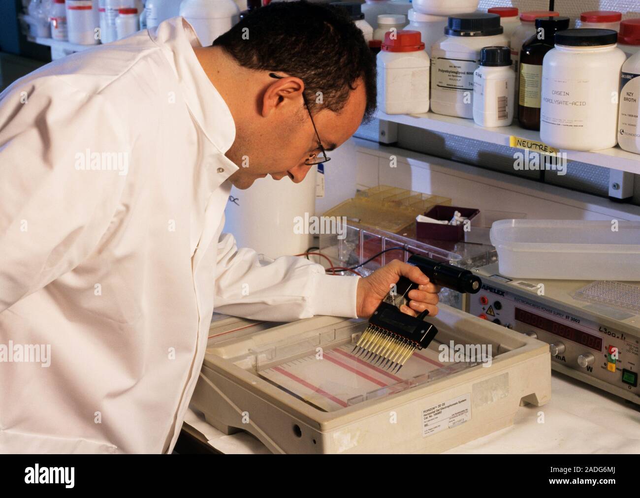 Genetic analysis. Researcher using a multi-pipette to add 12 samples of ...