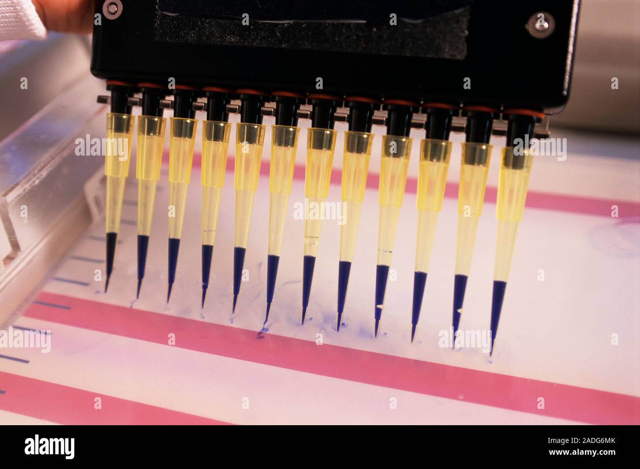 Genetic analysis. Multi-pipette being used to add 12 samples of DNA to ...