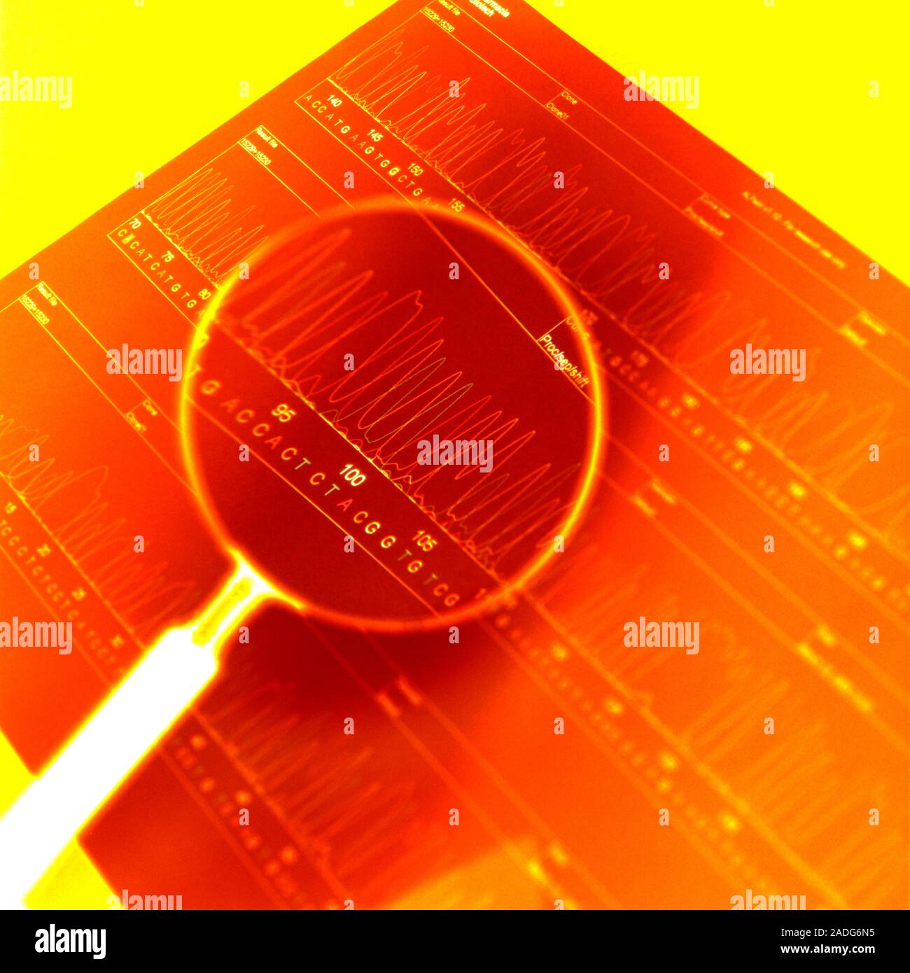 DNA analysis, negative image Magnifying glass over a graph showing the ...