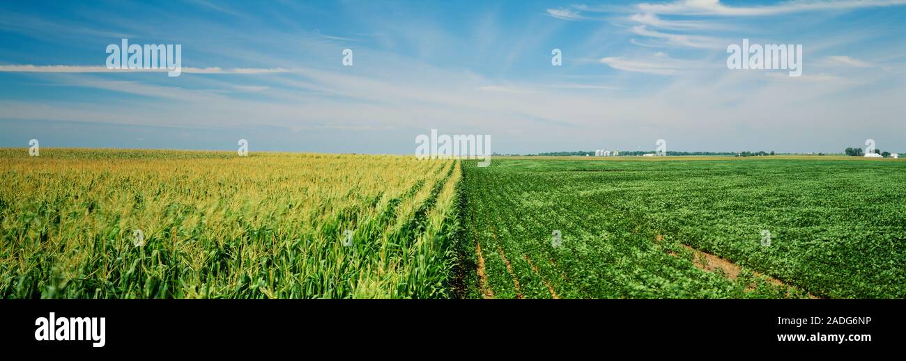 Corn and soybean fields on a landscape, Herscher, Illinois, USA Stock ...