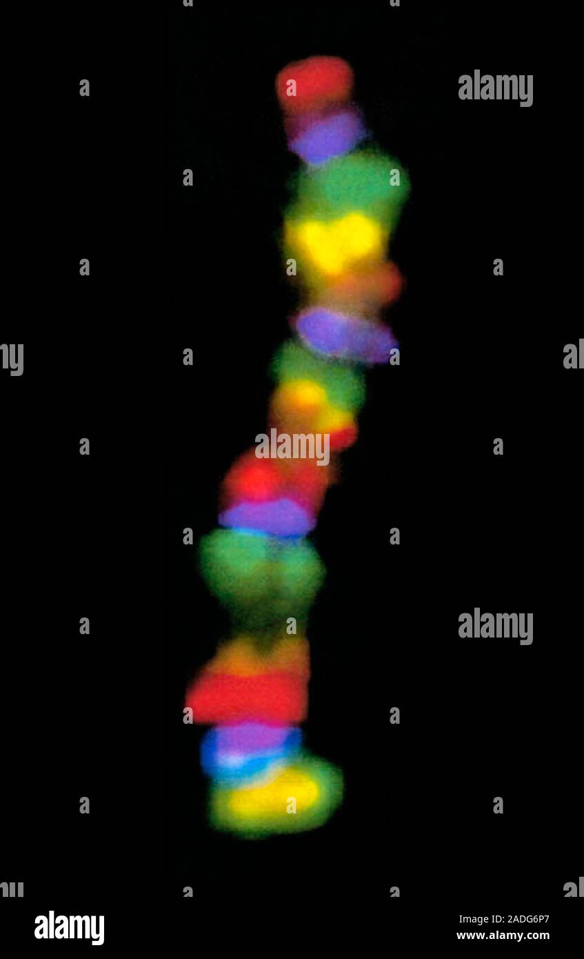 Chromosomal rainbow. Fluorescent light micrograph of probes bound to ...