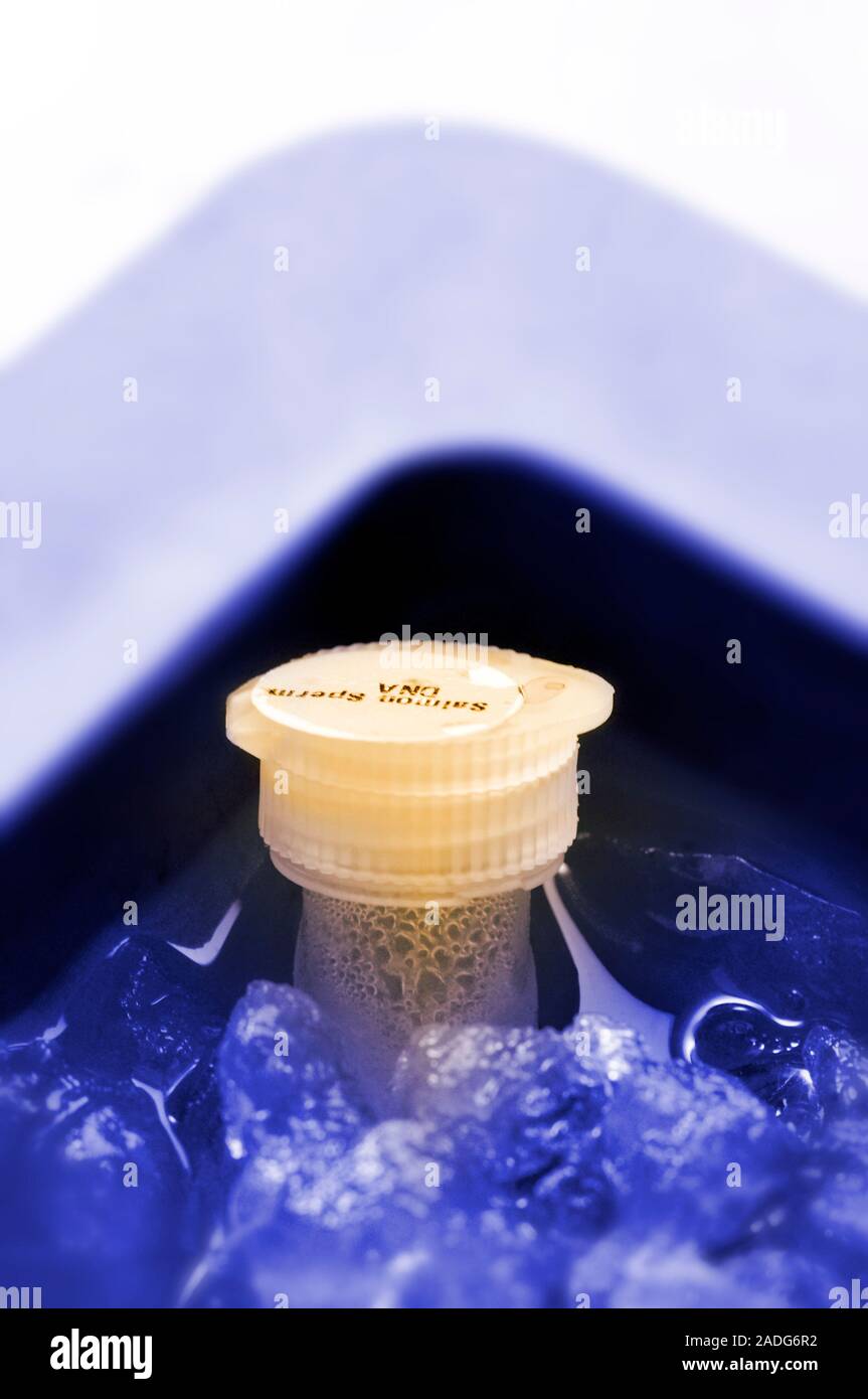 Salmon sperm DNA. Tube containing a sample of salmon sperm DNA ...