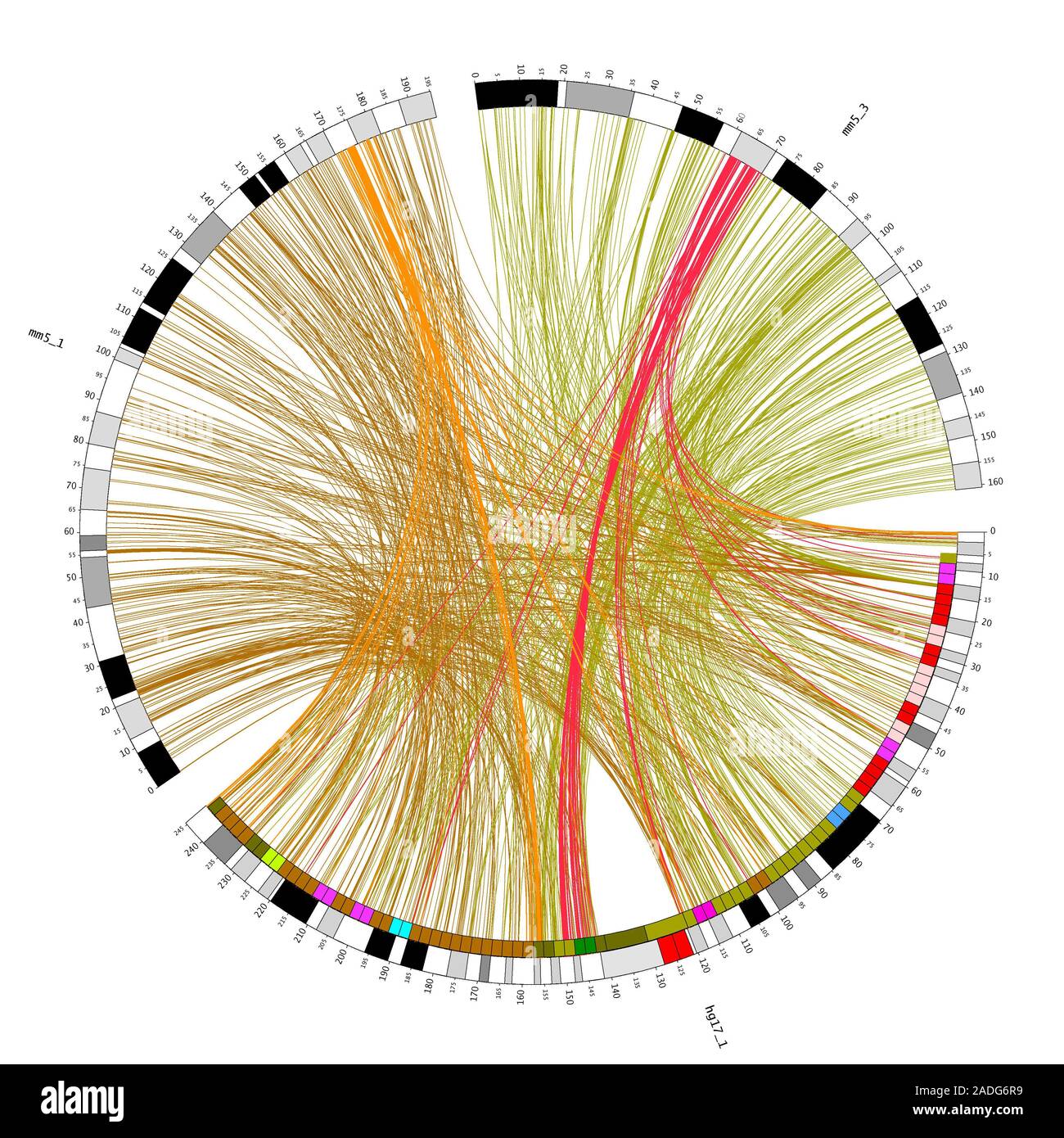 Circular genome map. Map showing shared genetic material between human ...