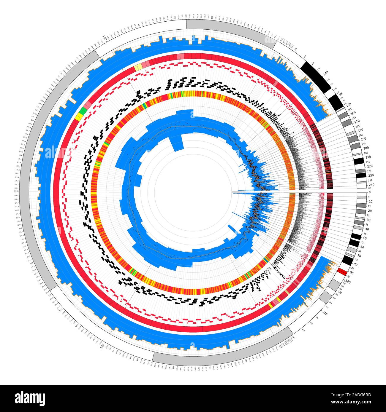 Circular genome map. Map showing the genetic content within a ...