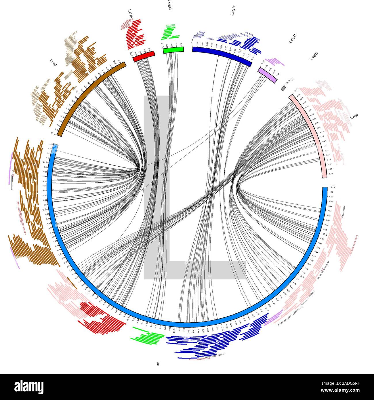 Circular genetic map. Genetic map of contigs (far left to far right of ...
