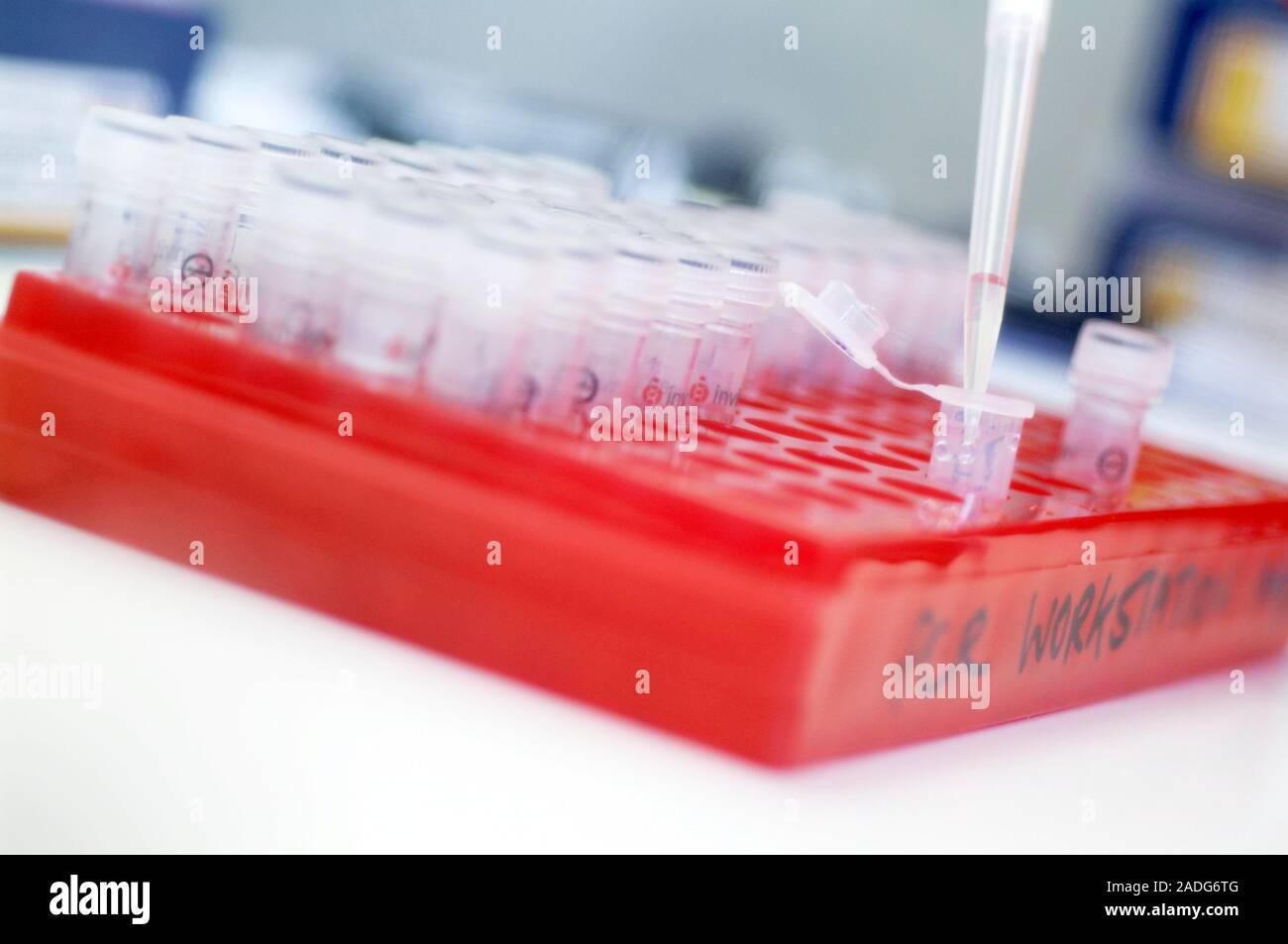 DNA analysis. Researcher pipetting samples of DNA into Eppendorf vials ...