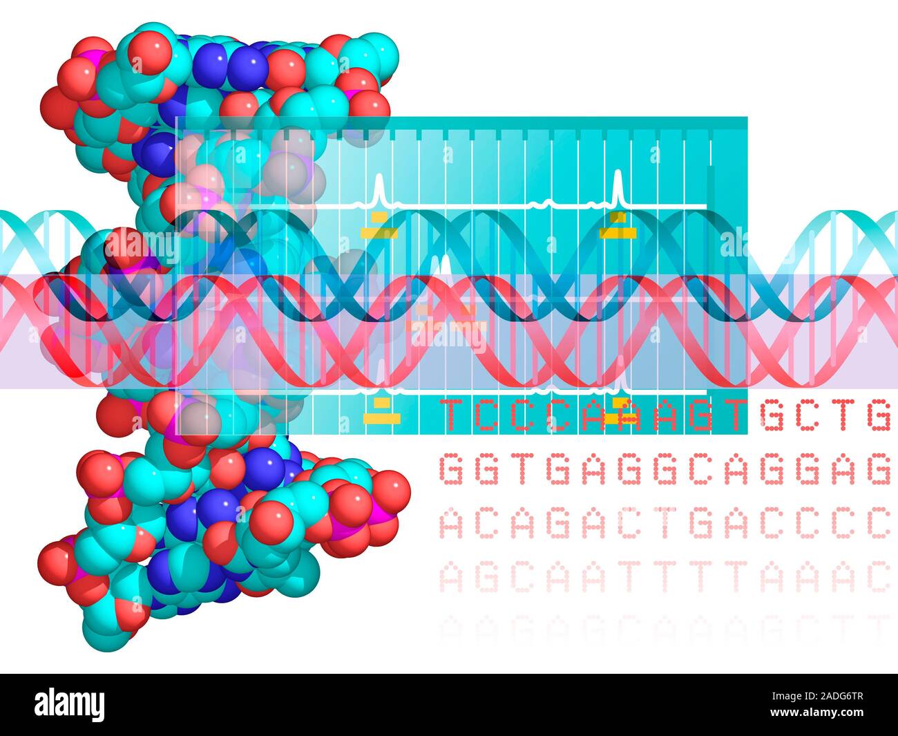 DNA analysis. Computer artwork of a molecular model of DNA ...