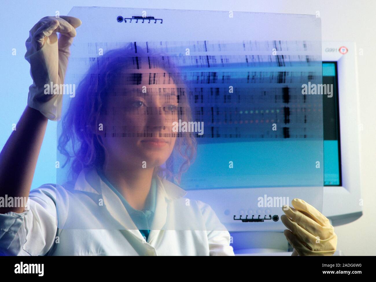 Transgenic tomato genome sequencing. Researcher studying a DNA ...