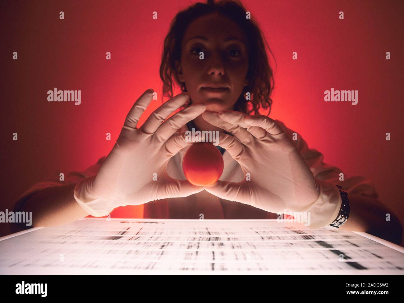 Transgenic tomato genome sequencing. Researcher holding a seedless ...
