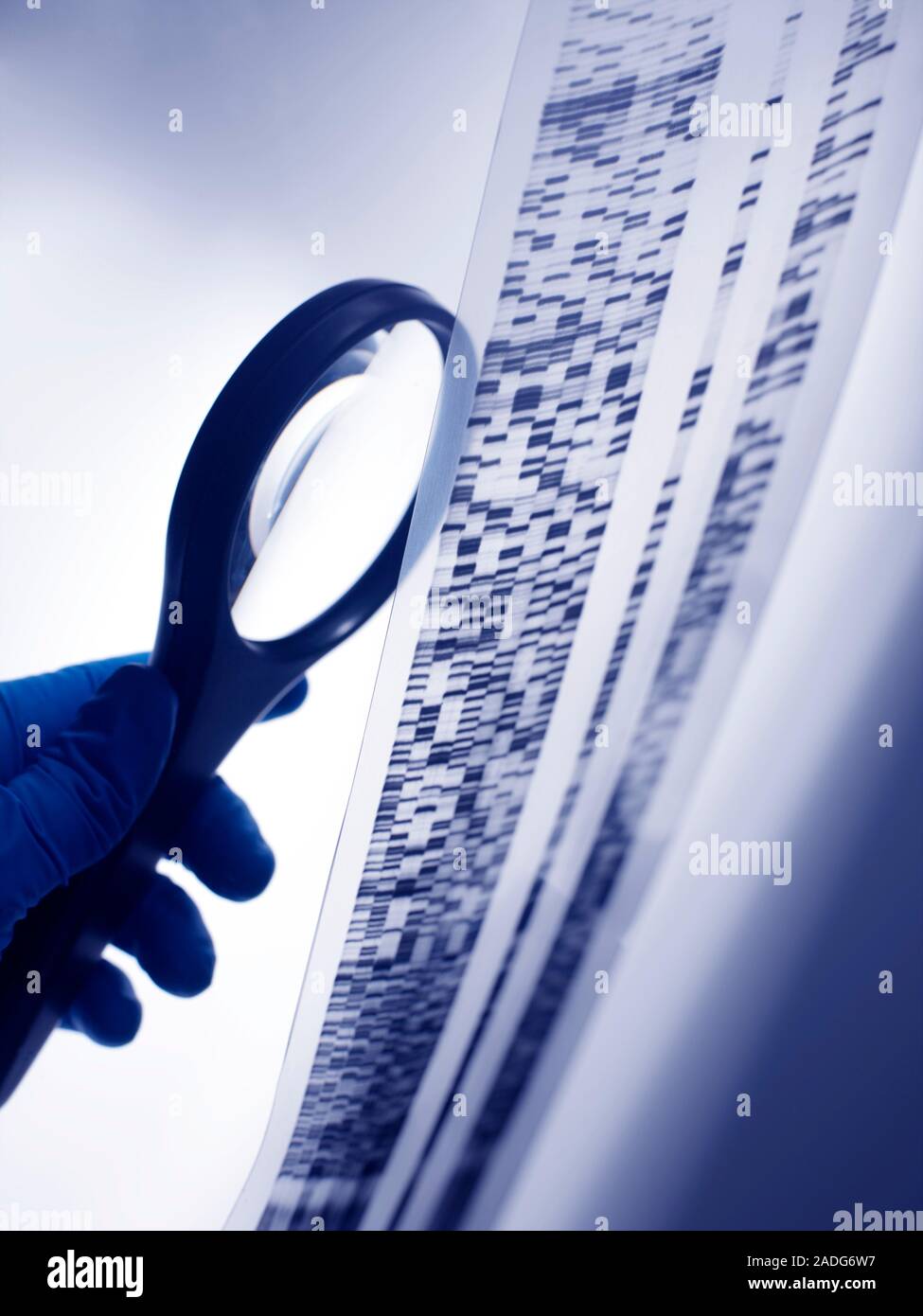 DNA analysis. Researcher using a magnifying glass to study a DNA ...