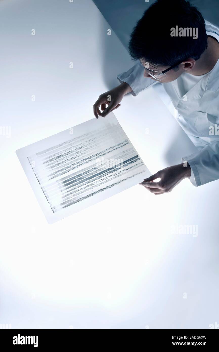 MODEL RELEASED. DNA analysis. Geneticist studying a DNA ...