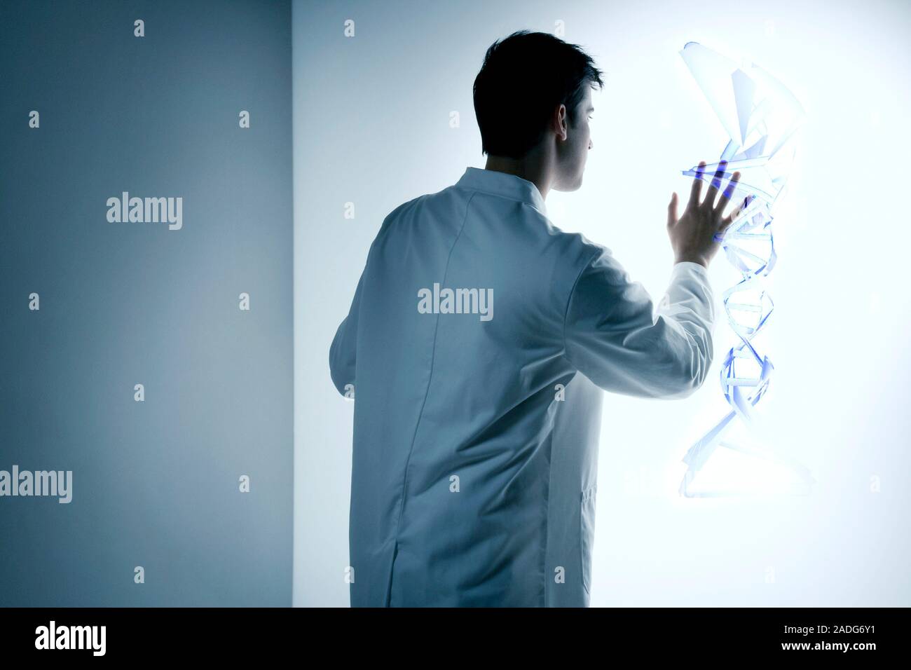 DNA research, composite image. Researcher examining a three-dimensional ...