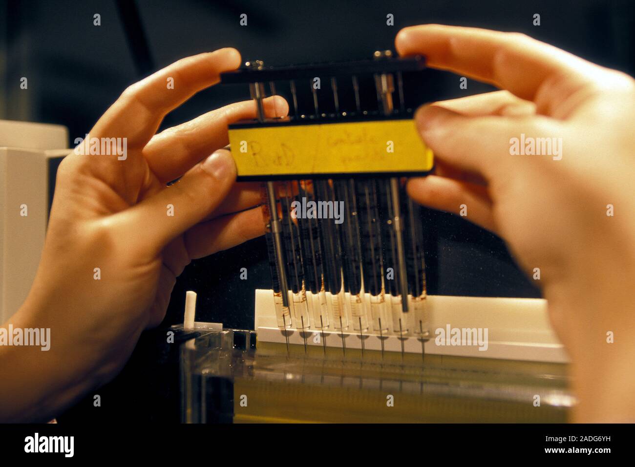 Genetic research. Researcher setting up DNA (deoxyribonucleic acid ...