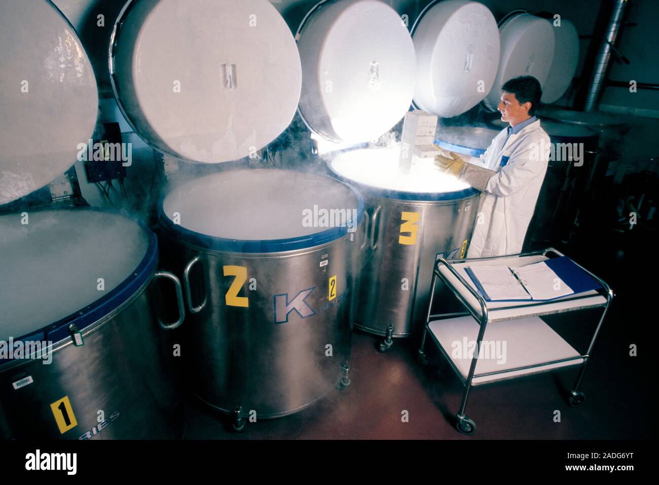 Storing genetic material. Geneticist removing blood samples from a gene ...