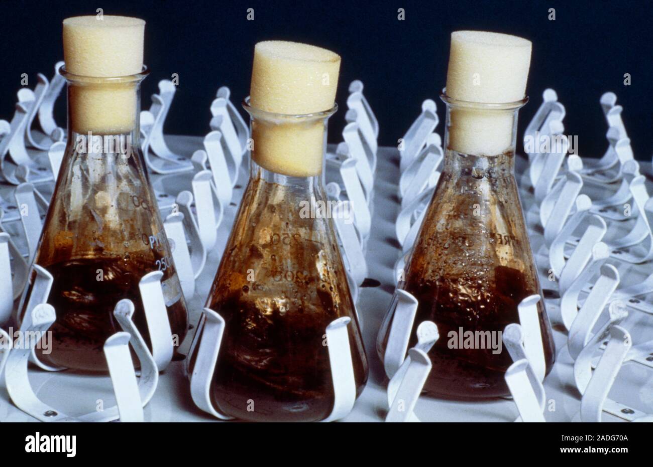 Biotechnology. Cultures of oil-degrading bacteria under evaluation as ...