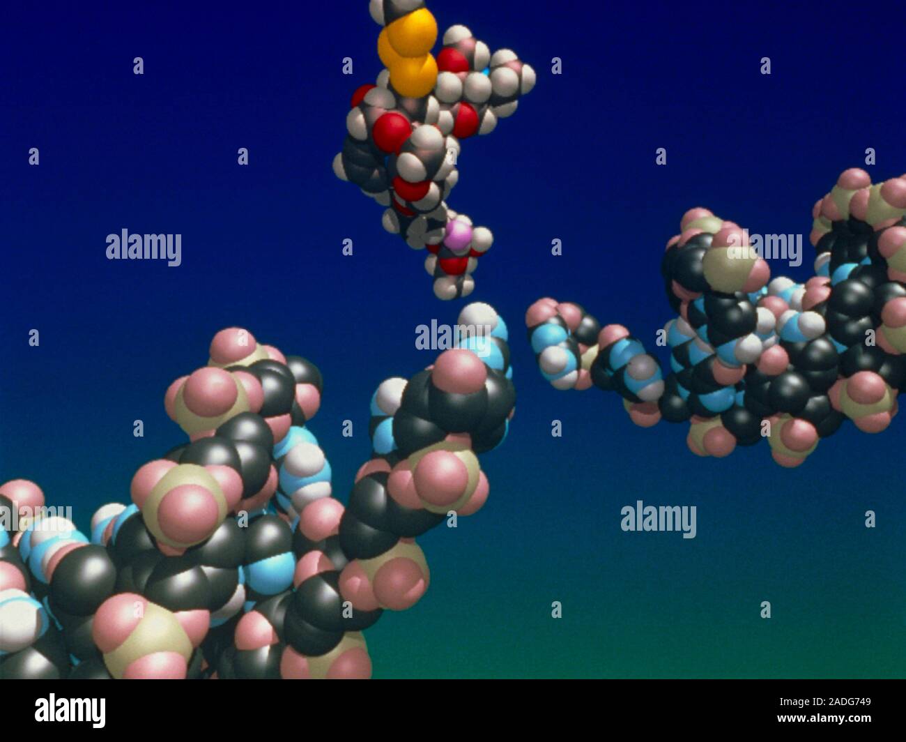 Action of designed enediynes: Last of 4 molecular graphics showing the ...