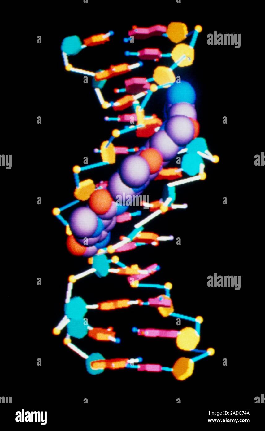 Computer graphics representation of distamycin, an anticancer drug that ...