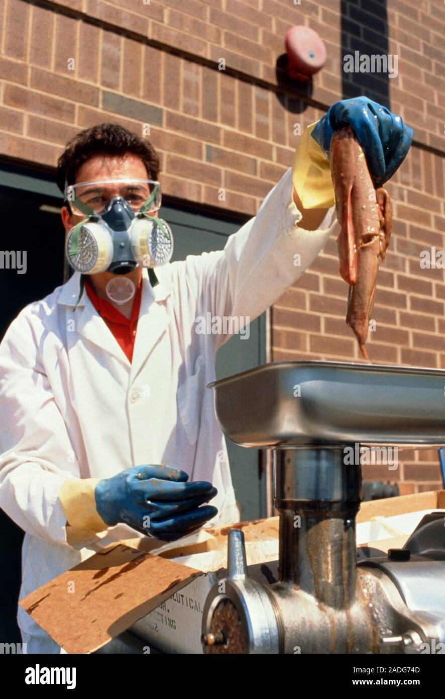Squalamine drug extraction. Scientist holds up the dissected liver of a ...