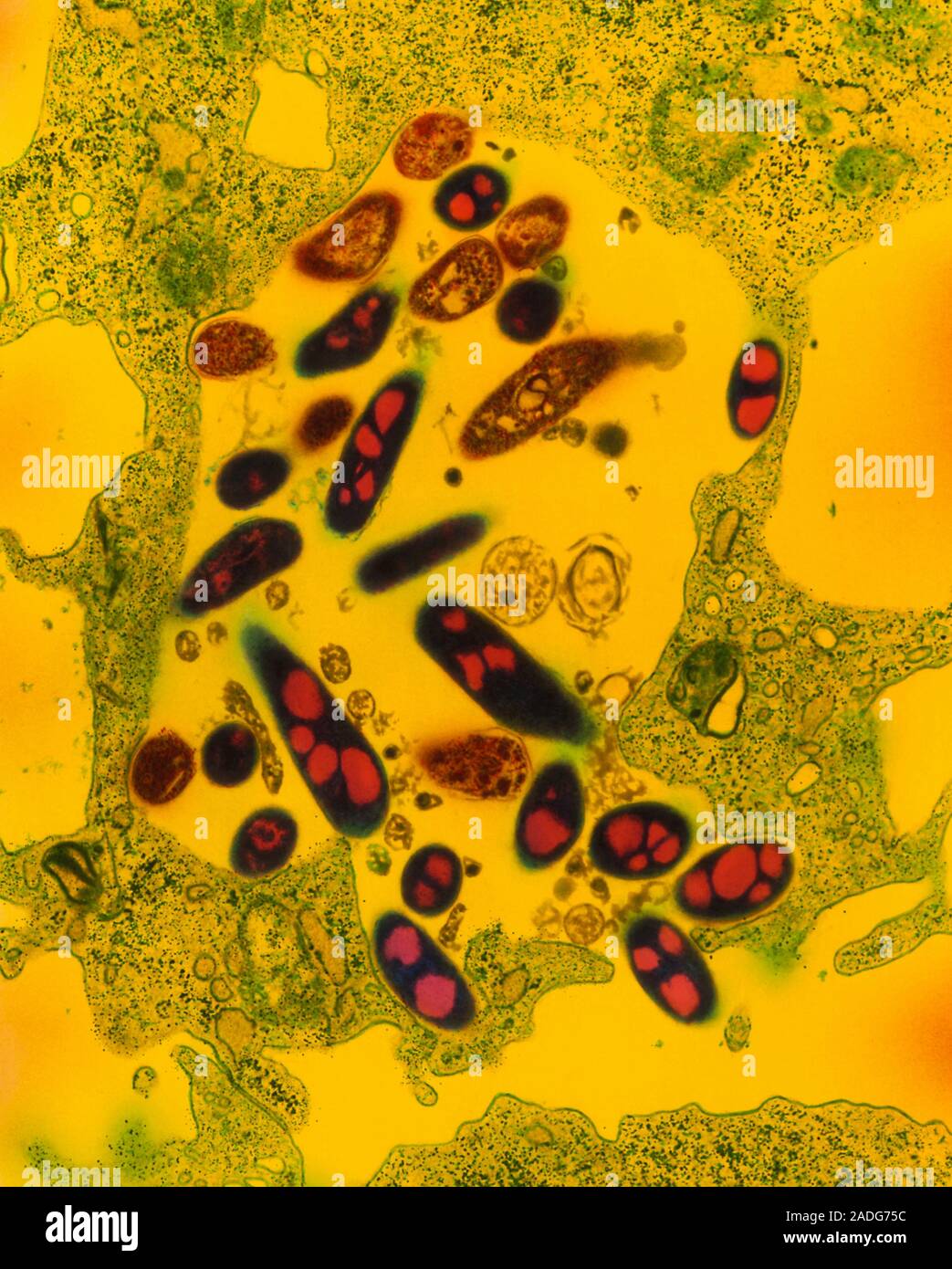 BCG vaccine testing. Coloured transmission electron micrograph (TEM) of ...