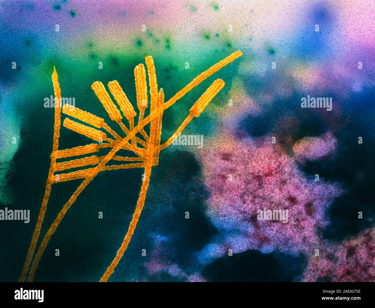 Bacteriocin antibiotic. Coloured transmission electron micrograph (TEM ...