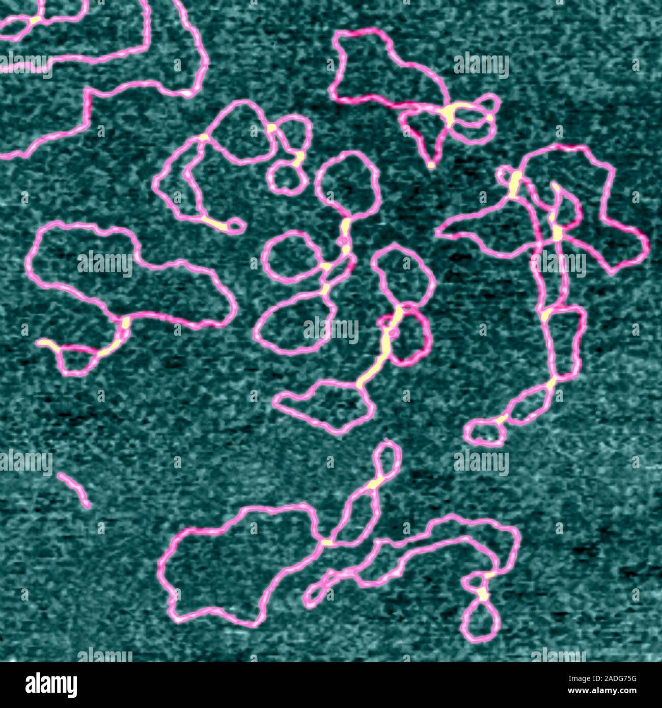 Drug-DNA complexes. Coloured atomic force micrograph (AFM) of plasmids ...