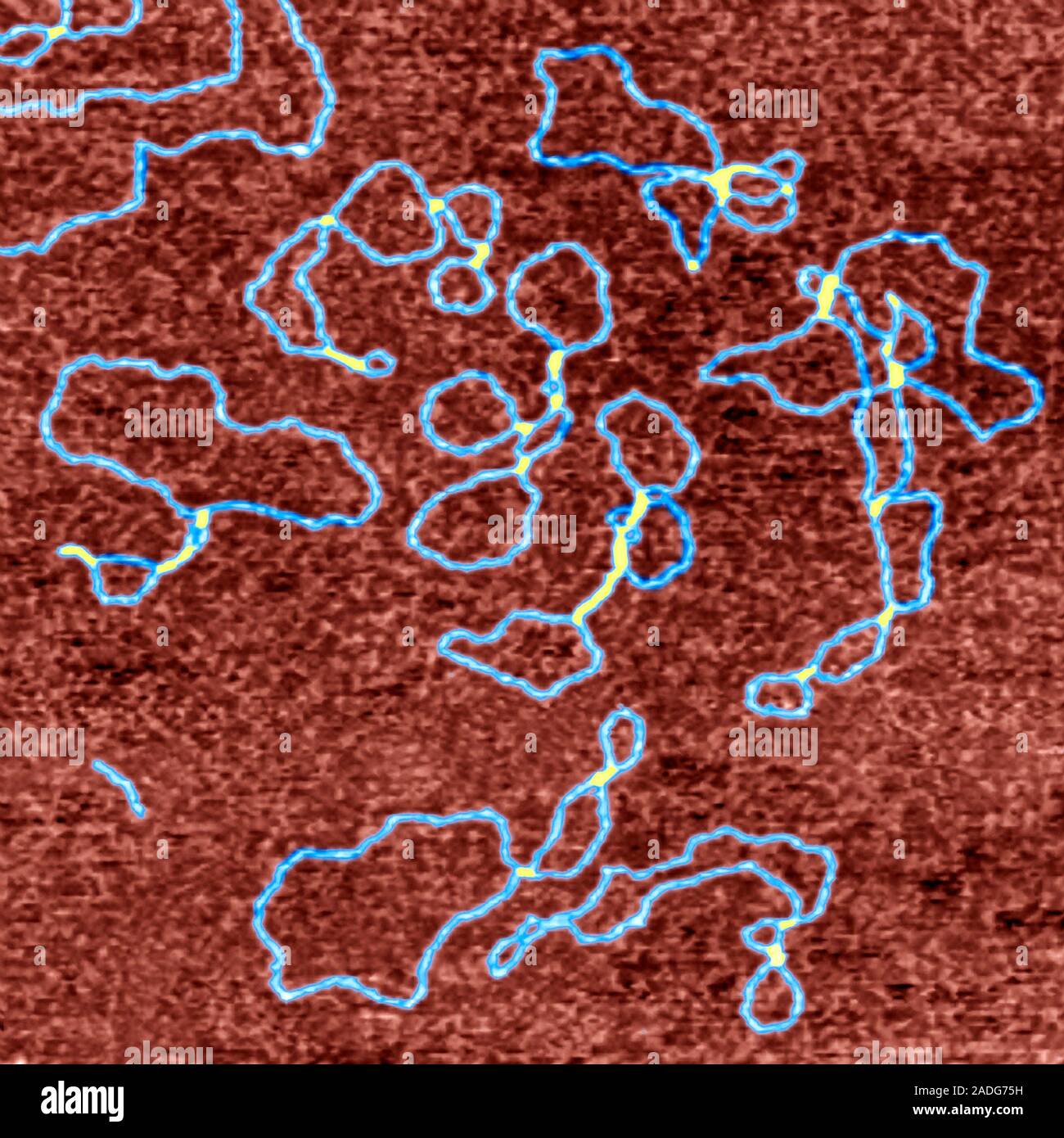 Drug-DNA complexes. Coloured atomic force micrograph (AFM) of plasmids ...
