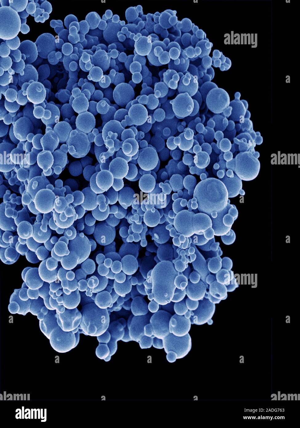 Liposome vesicles. Coloured scanning electron micrograph (SEM) of ...