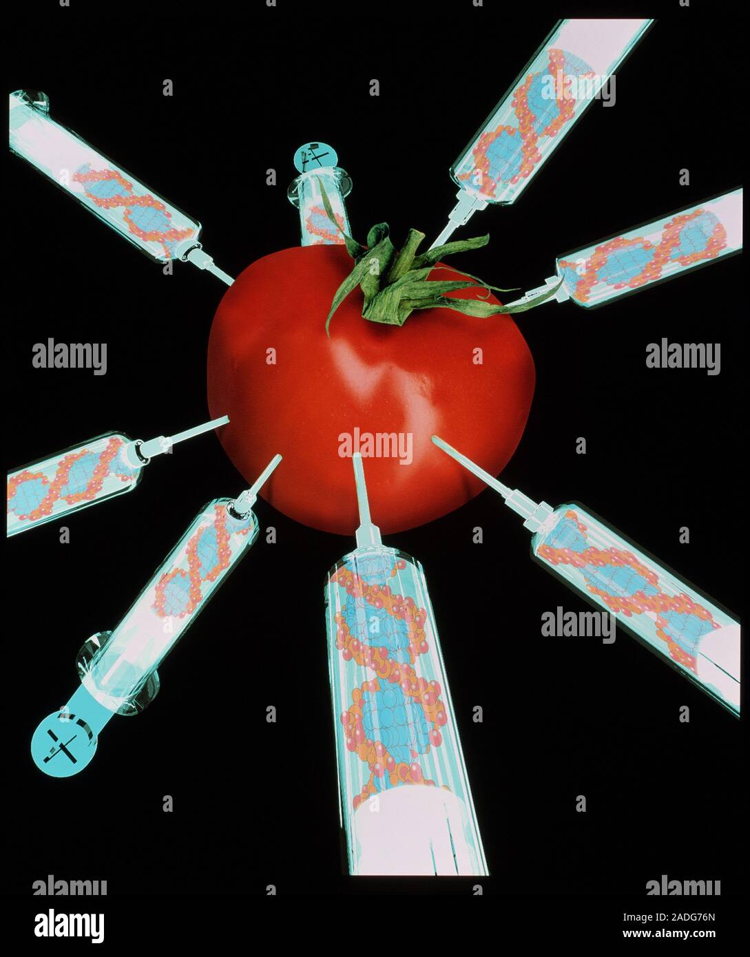 Genetically-engineered tomato. Conceptual image of a tomato being ...