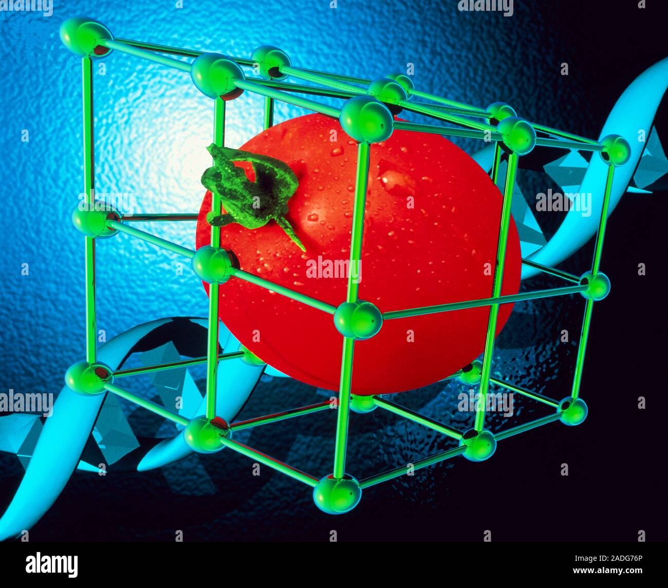 Genetically-engineered tomato. Conceptual image of a tomato in a cage ...