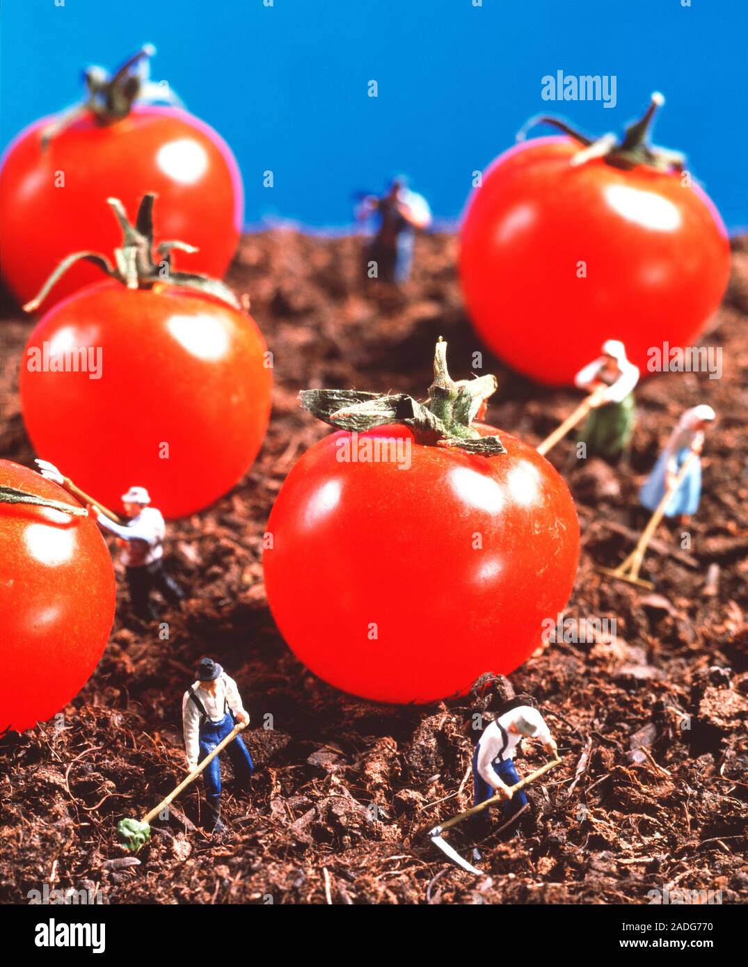 Genetically engineered tomatoes. Conceptual image representing the ...