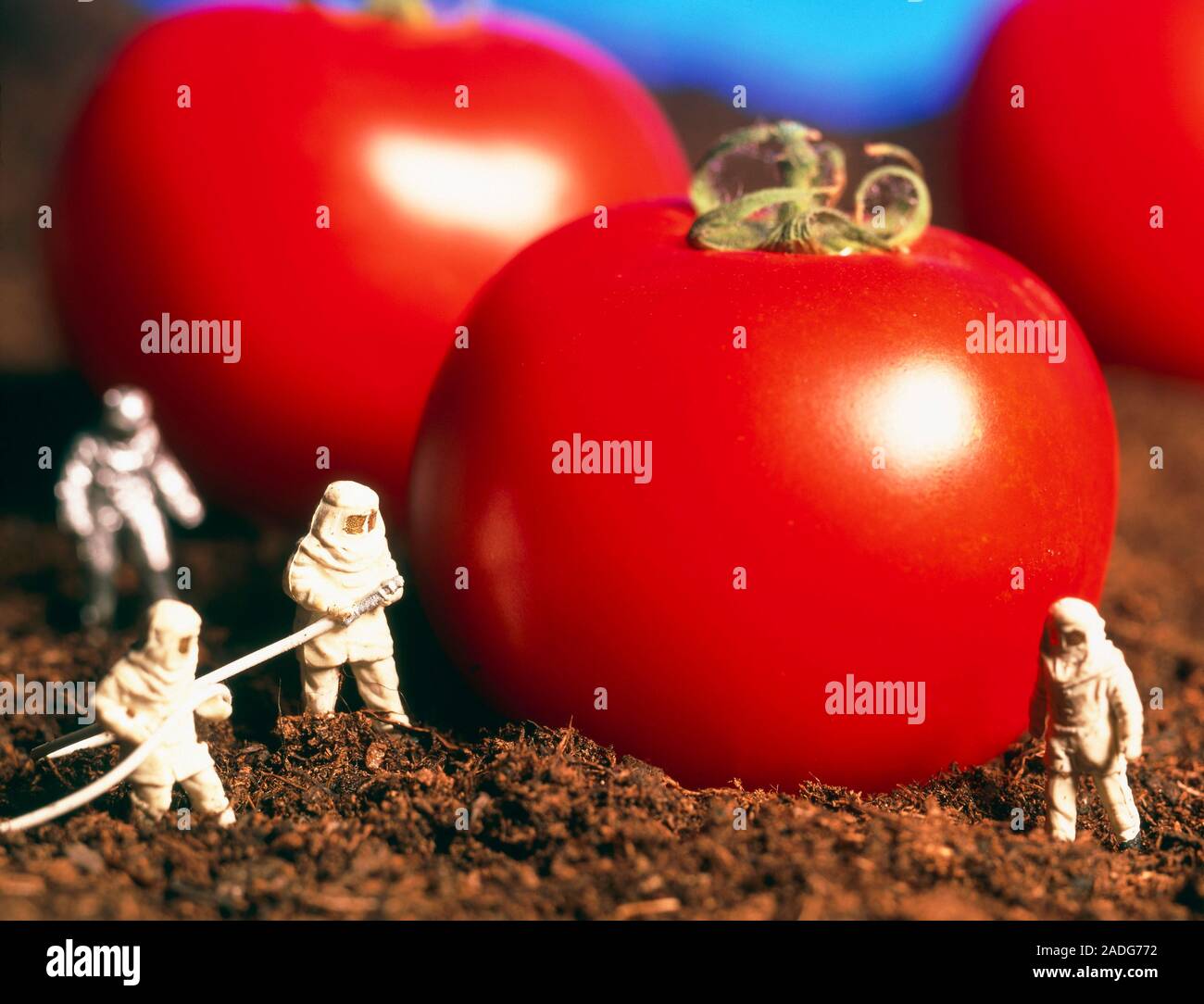 Genetically engineered tomatoes. Conceptual image representing the ...