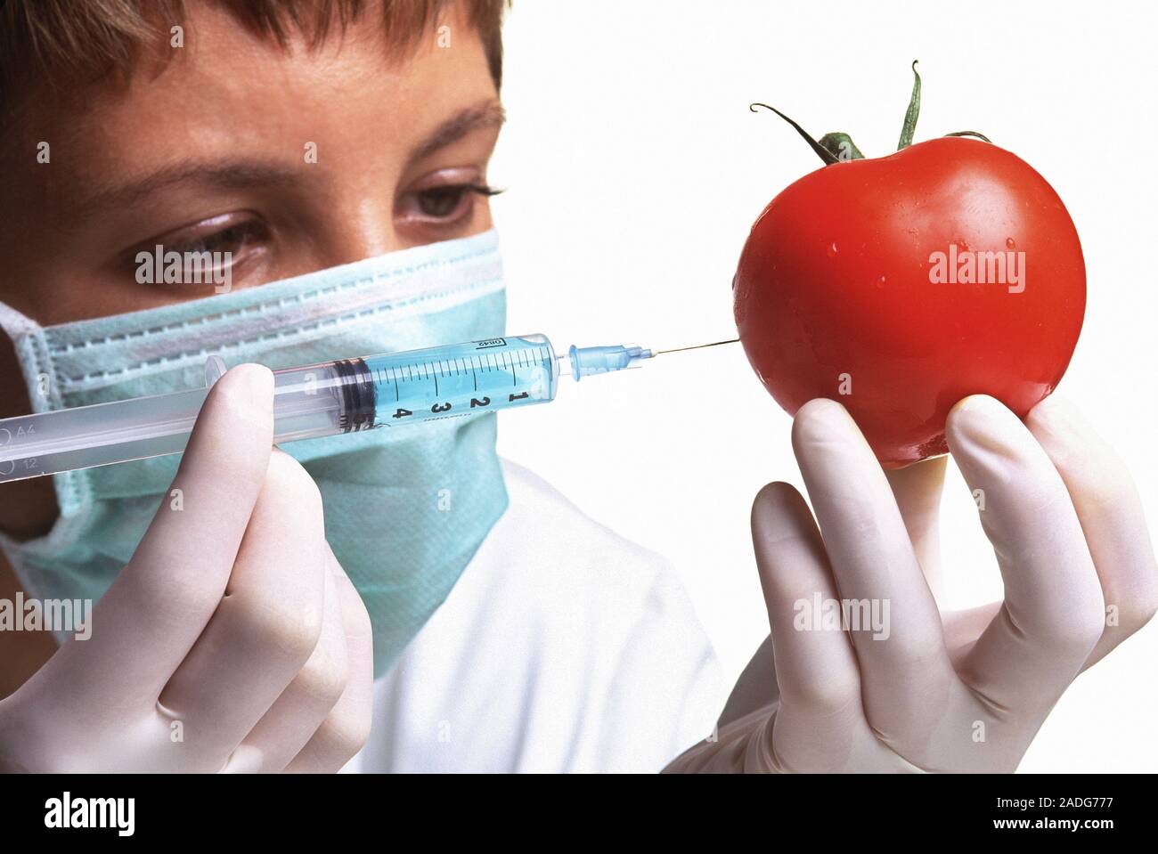Genetically engineered tomato. Conceptual image of a scientist ...