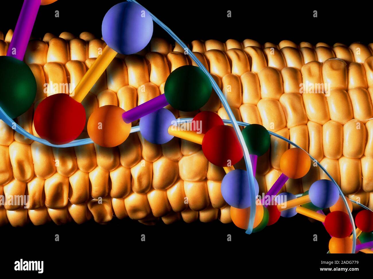 Genetically engineered maize. Conceptual computer illustration of a ...
