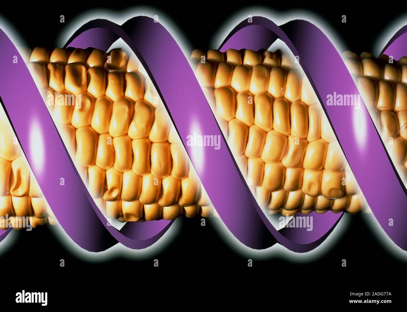 Genetically engineered maize. Conceptual computer illustration of a DNA ...